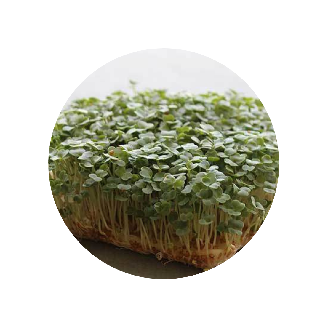 Arugula – Delectamenti Eats