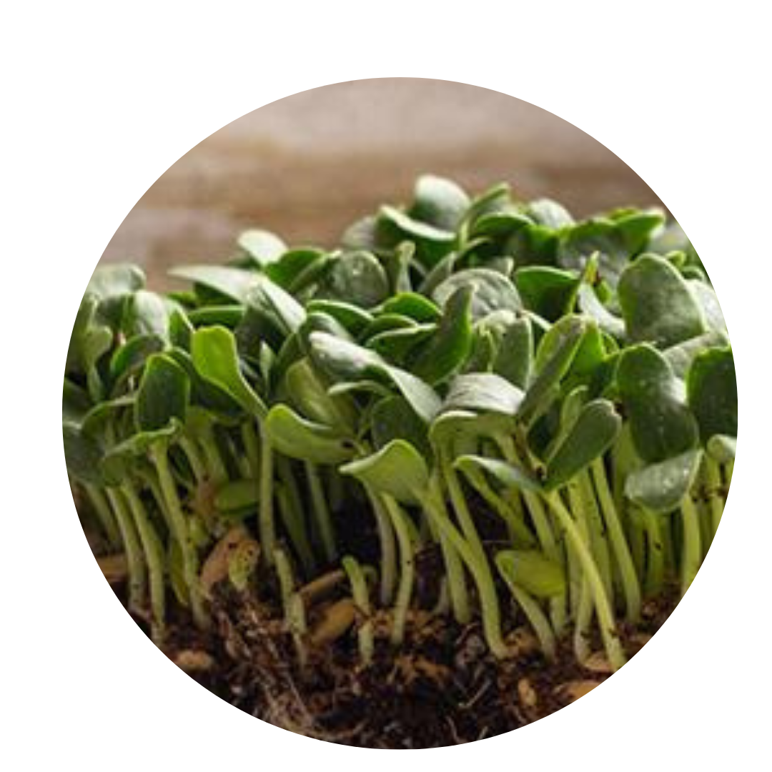 Cantalope – Delectamenti Eats